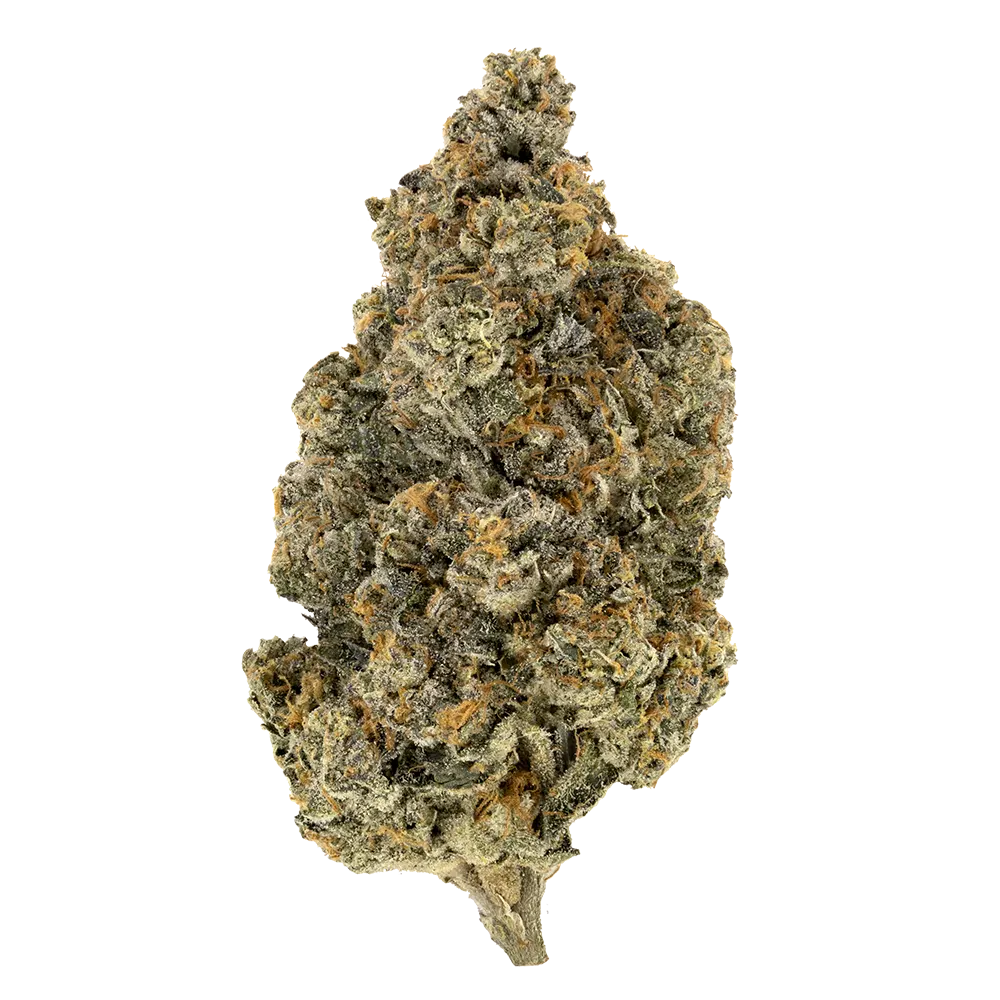 Sunset Overdrive Herbal Dispatch Sunset Overdrive Herbal Dispatch